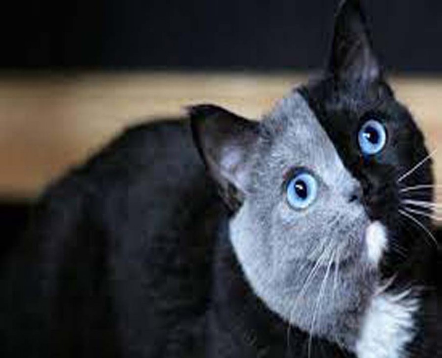 chat chimère : c'est quoi